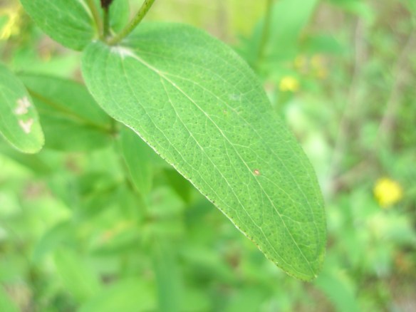 Hypericum Perforatum Leaves