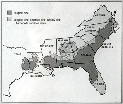 Long-lost, Long-leaf: The Return of a Forgotten Forest? | Lindsay Kolasa