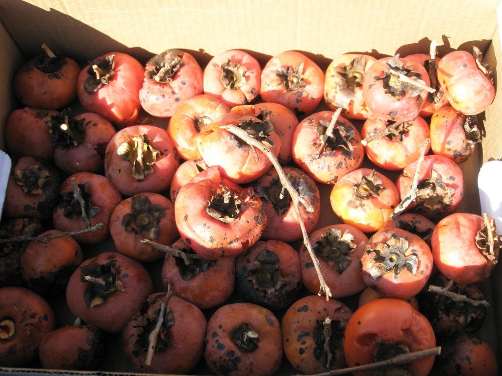 ‘Sippi ‘Simmon Harvest and Yum Recipes | Lindsay Kolasa