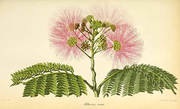 Mimosa: If Happiness Was a Tree | Lindsay Kolasa