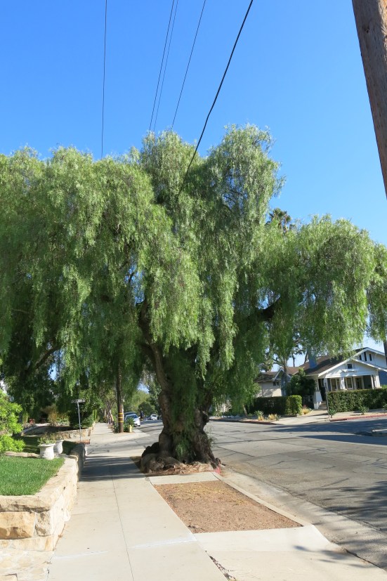 Peruvian Pepper Tree and Why Invasive Plants Matter | Lindsay Kolasa