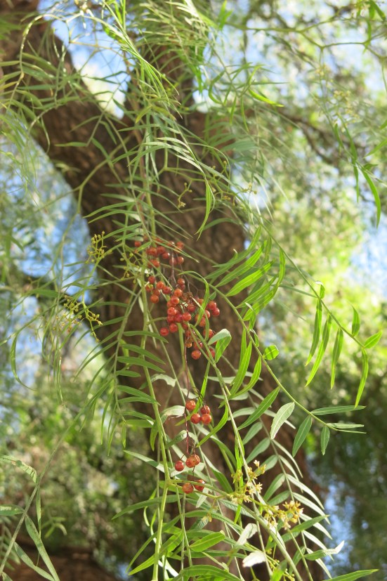 Peruvian Pepper Tree and Why Invasive Plants Matter | Lindsay Kolasa