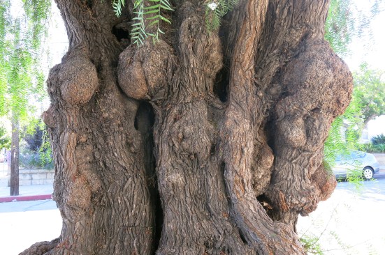 Peruvian Pepper Tree and Why Invasive Plants Matter | Lindsay Kolasa