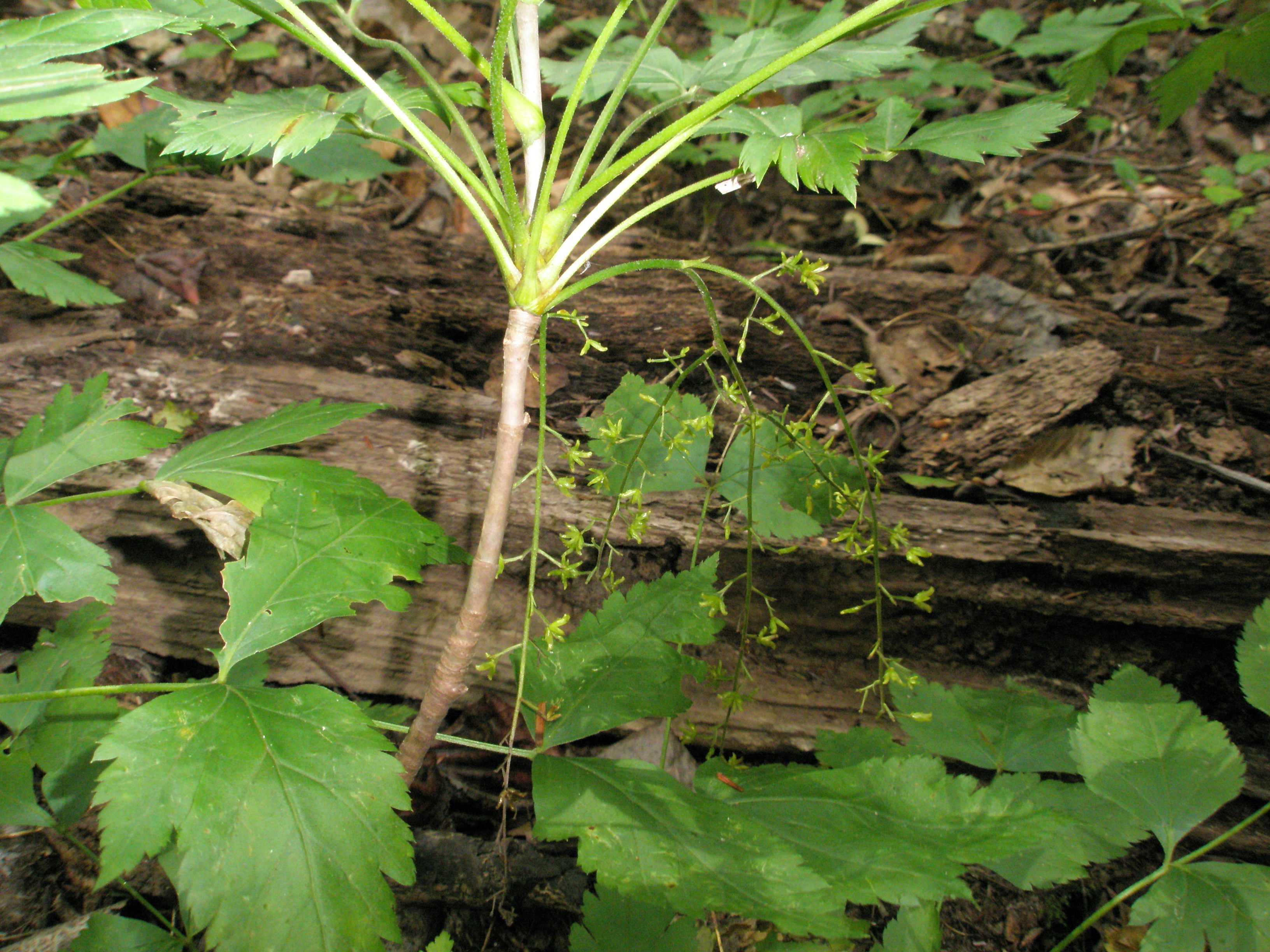 Wintertime Motto: An Ounce of Prevention | Lindsay Kolasa