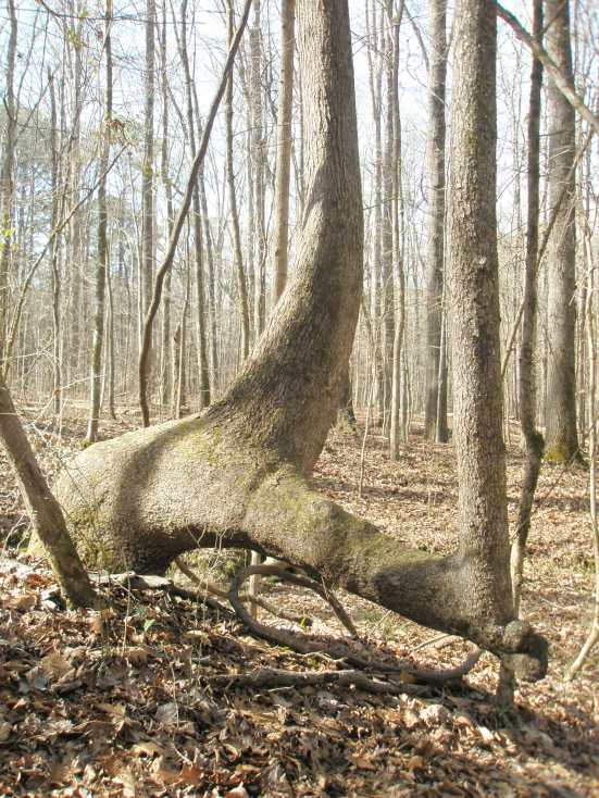 Trail Marker Trees: Remembering Land Language | Lindsay Kolasa