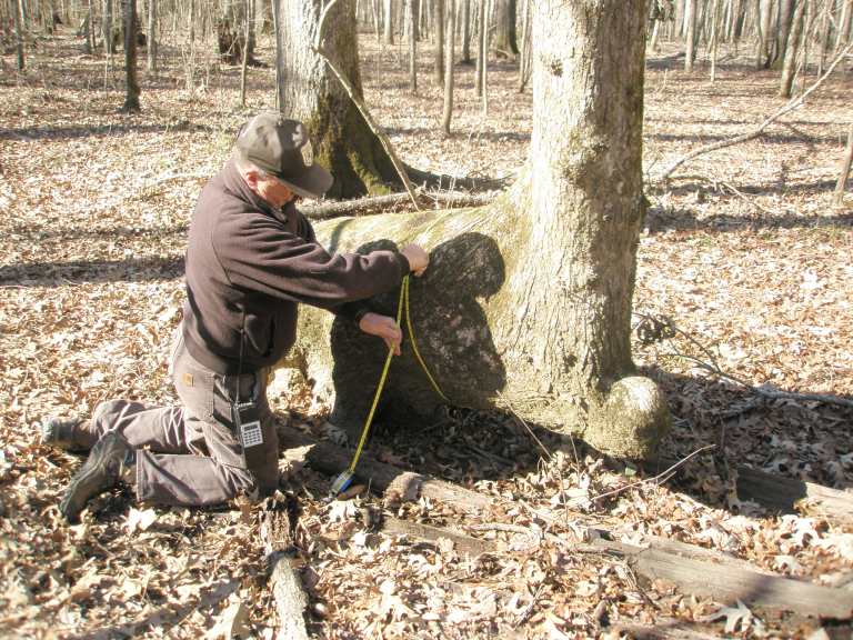 Trail Marker Trees: Remembering Land Language | Lindsay Kolasa
