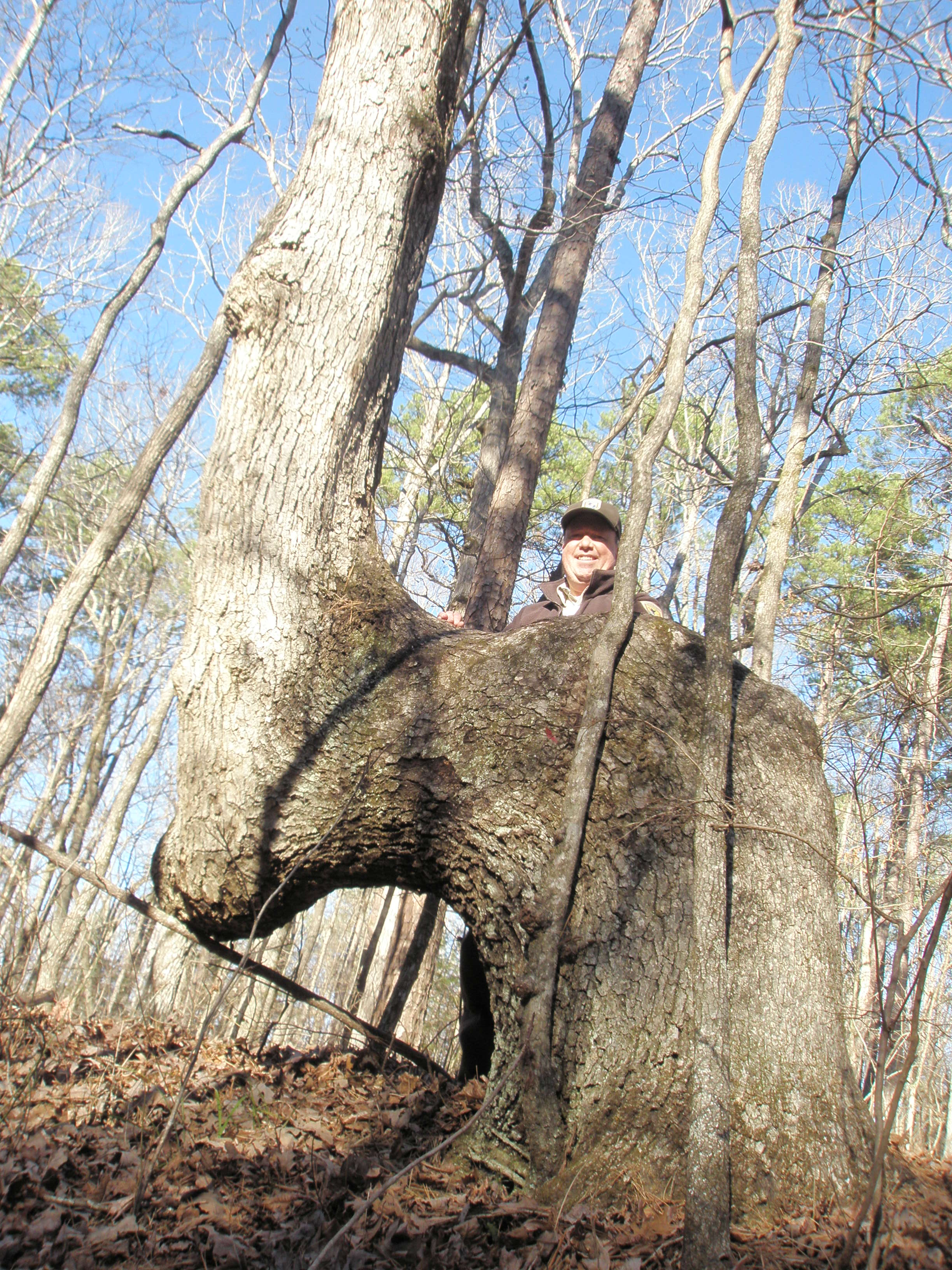 Trail Marker Trees: Remembering Land Language | Lindsay Kolasa